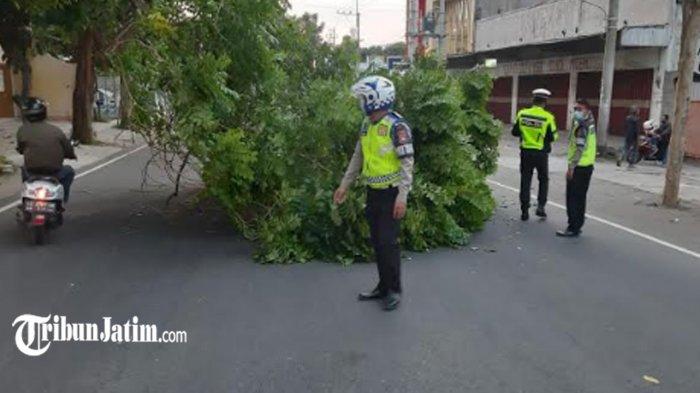Pohon Besar Tumbang di Jalan Raya Kediri-Pare, Pengendara Motor Nyaris ...