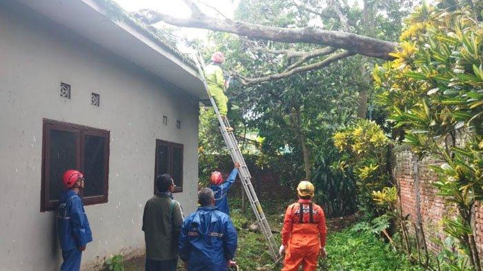 Waspada Cuaca Ekstrem di Kota Batu, Pohon Tumbang Timpa Rumah Mantan ...