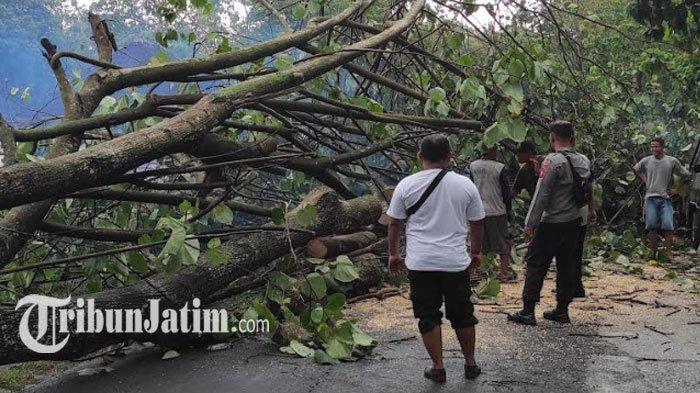 Diterjang Angin Kencang, Pohon Tumbang Timpa Mobil Pikap yang Parkir di Maliran Ponggok Blitar ...