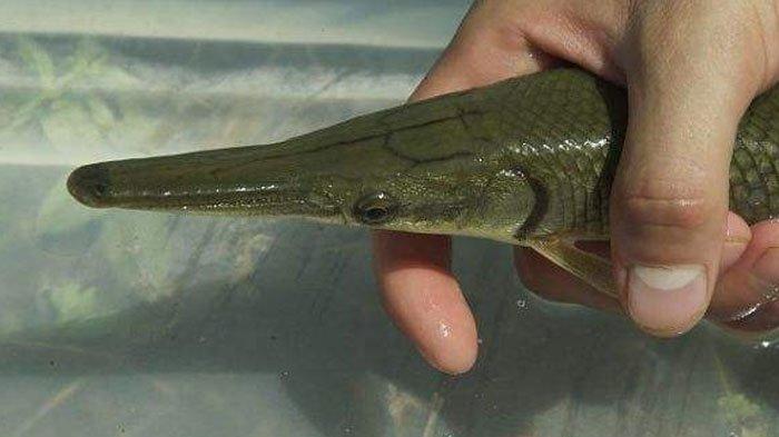 Baru Tahu Dilarang, Pemilik Kuak Sisi Lain Pelihara Aligator Gar Selama ...