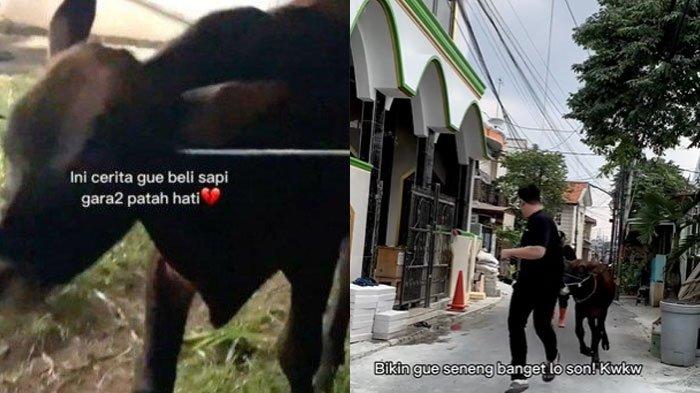 Curhat Busairi Pria Beli Sapi Obati Patah Hati, Ajak Hewan Keliling ...