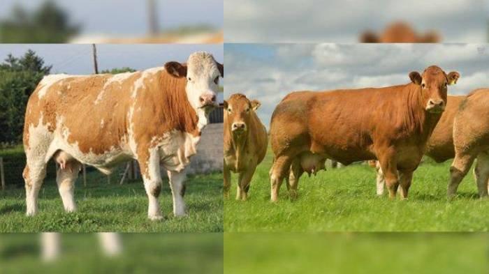 Perbedaan Sapi Simmental dan Sapi Limousin untuk Hewan Kurban, Lengkap dengan Perbandingan ...