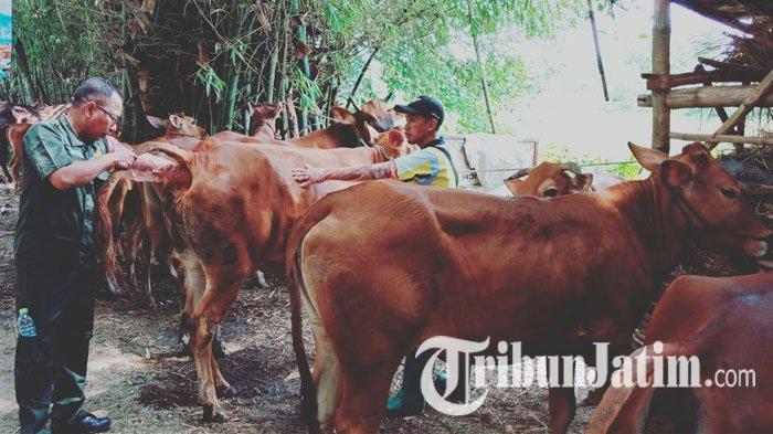 4 Langkah Pencegahan Penyakit Demam Tiga Hari (BEF) Pada Sapi Menurut ...