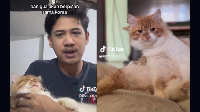 Kucing Oren Koma Disebut 'Broken Home', Apa Itu? Istilah Viral di ...