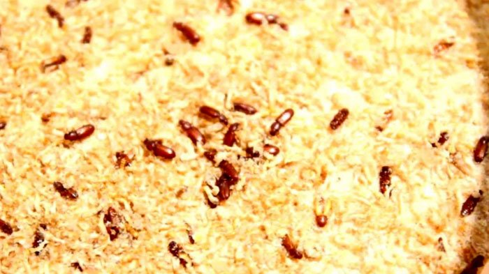 Meski Sudah Diulati atau Berkutu, Tepung Masih Bisa Dipakai Masak Lho ...