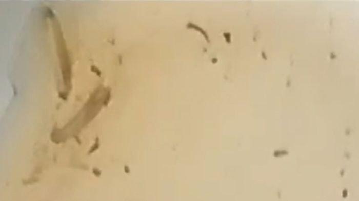 Reaksi Kepsek Dapat Laporan Ada Ulat di MBG, dari Buah Busuk, Tegas Minta Evaluasi, ‘Trauma Anak ...