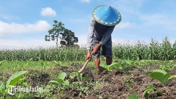 Cuaca tak Menentu, Petani Tembakau di Lumajang Ketar-ketir, Dibayangi ...