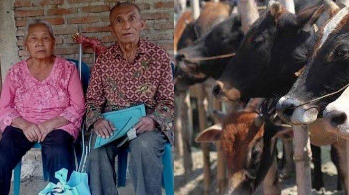 Sosok Sudarno Veteran Tinggal di Kandang Sapi Selama 2 Tahun, Kini ...