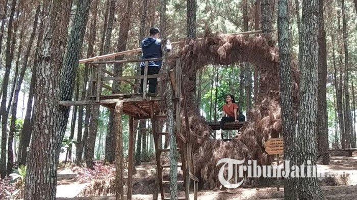 Desa Wisata Kemirigede Blitar, Keindahan Hutan Pinus & Kesejukan ...