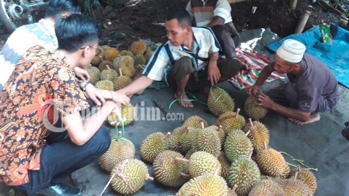 Wisata 'Kampung Durian' Pakis Jember, Ada Wisata Petik Durian Hingga ...
