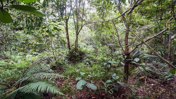 Stres Kerja, Pria Nekat Tinggal di Hutan, Baru 6 Hari Sudah Tak Betah ...
