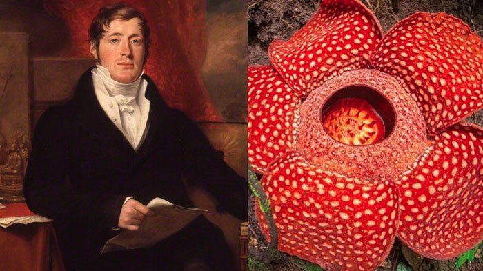 Terungkap! Raffles Ternyata Bukan yang Pertama Temukan Bunga Rafflesia ...