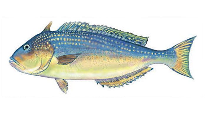 Siapa yang Sangka, 9 Jenis Ikan Ini Tidak Seharusnya Dikonsumsi ...