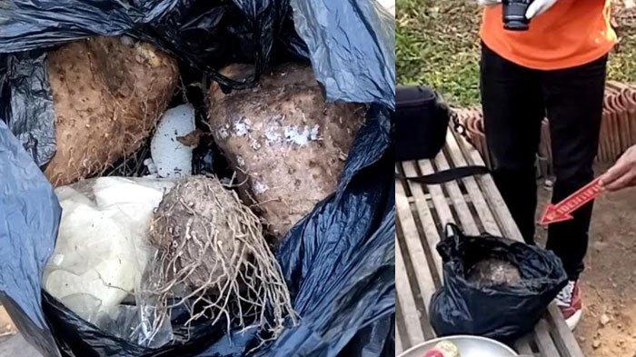 Makan Umbi Gadung, Tiga Warga Tulungagung Keracunan, Satu Meninggal ...