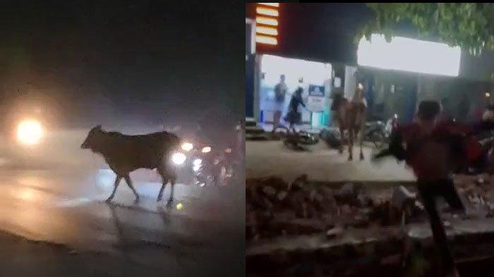 Sapi Kurban Mengamuk di Tuban, Seruduk Motor Pengunjung ATM, Warga Ketakutan - Tribunjatim.com