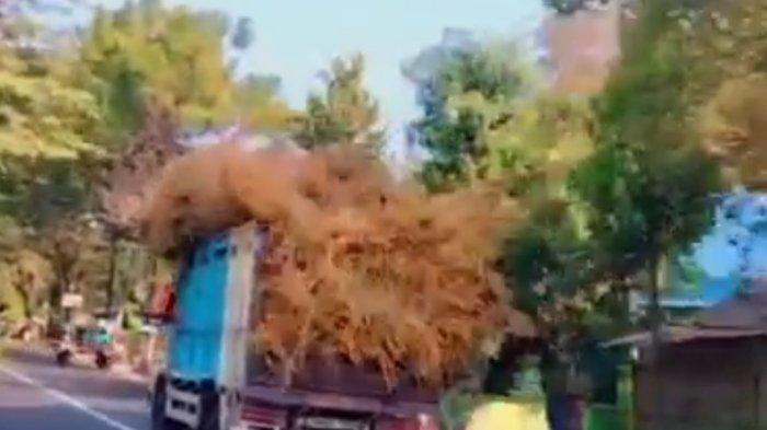 Viral Video Truk Oleng Ugal-ugalan di Pacitan, Polisi Tangkap Sopir: Berakhir Permintaan Maaf ...