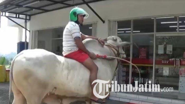 Arti Mimpi Dikejar Sapi dan Miimpi Melihat Sapi Putih, Tak Selalu Buruk ...