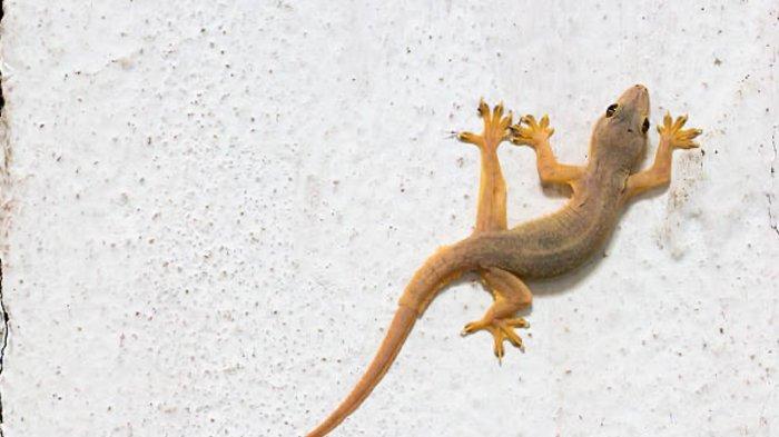 Macam-macam Cara Adaptasi Pada Hewan, Mimikri, Kamuflase, Autotomi ...