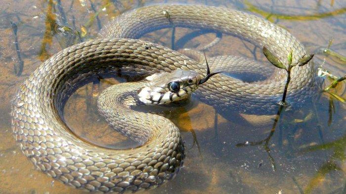 10 Arti Mimpi Melihat Ular di Air Menurut Pandangan Islam, Tanda Ada ...