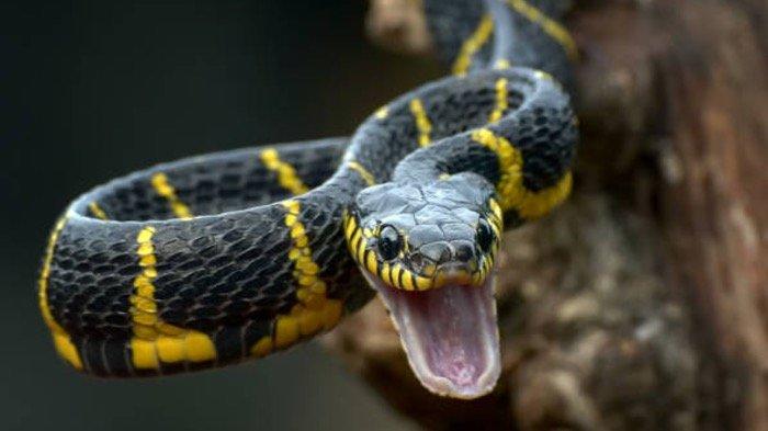 15 ARTI MIMPI Diserang Ular, Digigit Ular, Ternyata Banyak Simbol ...