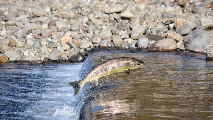 15 Arti Mimpi Melihat Ikan Lompat dari Air, Ikan Koi Keluar dari Kolam ...