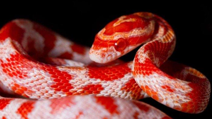 17 ARTI MIMPI Ular Putih Merah, Hati-hati Teman Dekat Siapa Tahu Dia ...