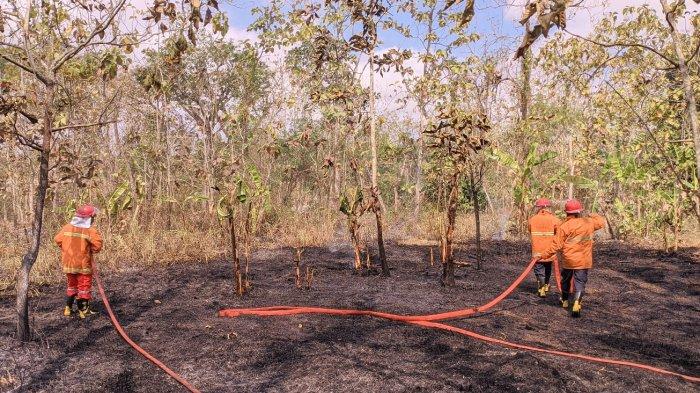 18 Kebakaran Terjadi di Kulon Progo dalam 2 Bulan Terakhir, Sebagian Besar di Area Lahan ...