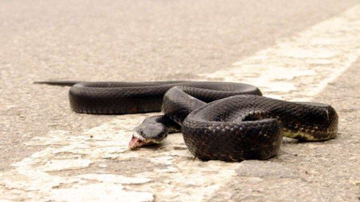 21 ARTI MIMPI Membunuh Ular dengan Kapak, Palu, Pedang, Pertanda Apakah ...