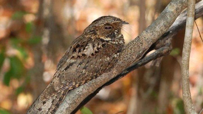 24 Arti Pertanda Burung Cuit di Pagi dan Malam Hari Menurut Waktunya ...