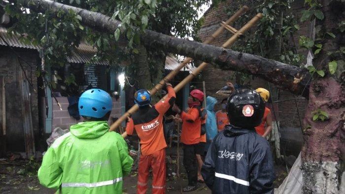 3 Pohon di Kota Yogyakarta Tumbang Akibat Hujan Lebat dan Angin - Tribunjogja.com