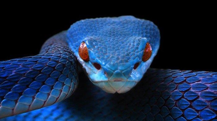 4 ARTI MIMPI Ular Biru Menurut Primbon Jawa, Hati-hati Anda Sedang ...