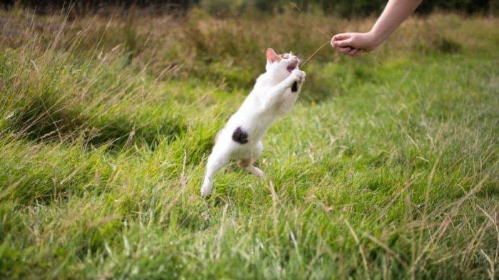 5 Arti Mimpi Digigit Kucing, Diserang Kucing Menurut Islam, Konon Rasa ...