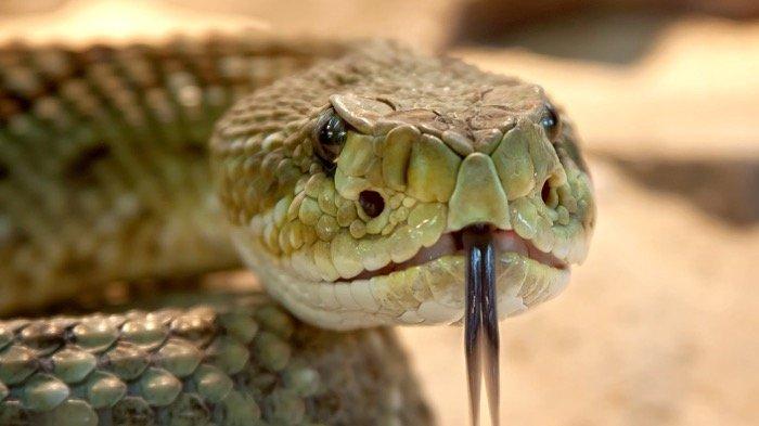 7 ARTI MIMPI Ular dan Tanda-tanda Mistis yang Bakal Terjadi, Perhatikan ...