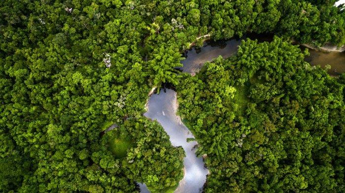 6 Fakta Hutan Amazon yang Terbakar, Letaknya di 9 Negara Hingga Tempat ...
