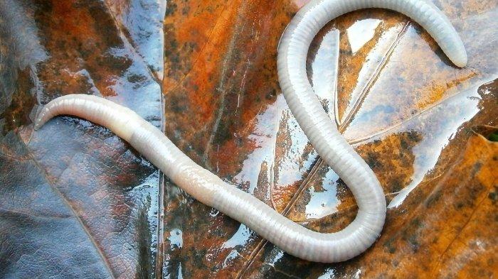 7 ARTI MIMPI Cacing Putih Menurut Primbon Jawa, Waspadalah Pada ...