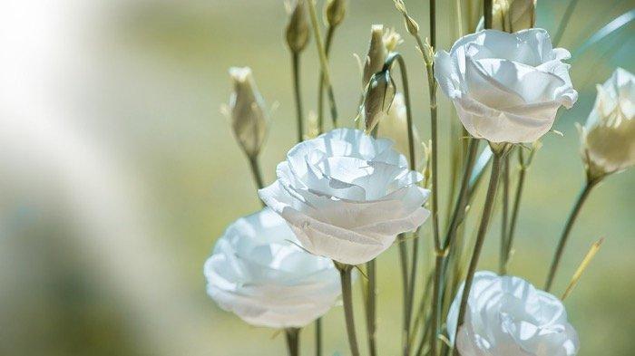 45 CONTOH Kalimat Romantis Ucapan Terima Kasih Ketika Pacar Memberikan ...