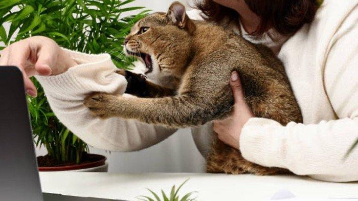 15 ARTI MIMPI Digigit Kucing di Bagian Tubuh Tangan, Kaki, Leher ...