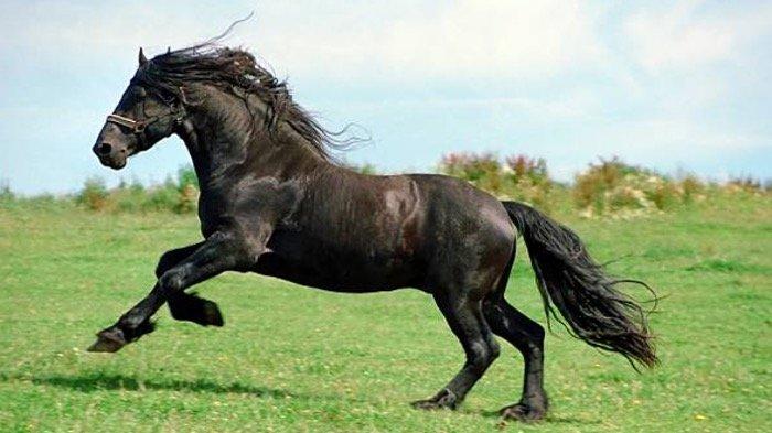 13 Arti Mimpi Tentang Kuda Hitam Menurut Primbon, Melambangkan Harapan ...