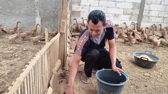 Kisah Aipda Wahyu, Tetap Beternak Bebek Petelur di Sela Tugas Sebagai ...