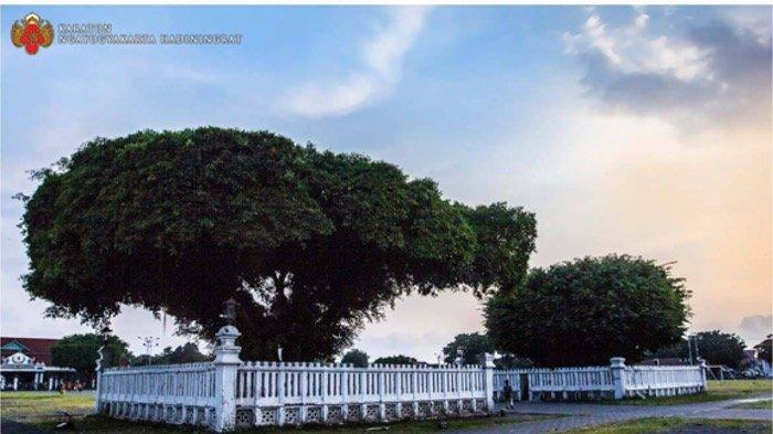Arti Pohon Beringin Bagi Keraton Yogyakarta, Masing-masing Pohon Punya ...