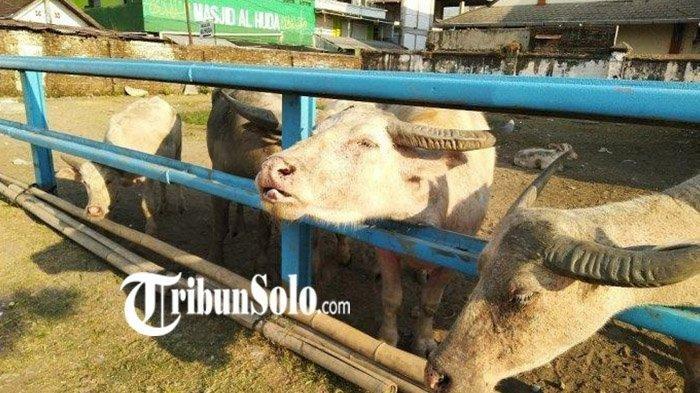 Anak Kebo Bule Milik Keraton Solo Mati, Hanya Bertahan Sehari Setelah ...