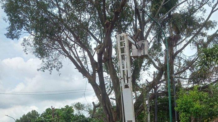 Antisipasi Cuaca Ekstrem, Pemkot Yogya Intensif Cek Kesehatan Pohon ...