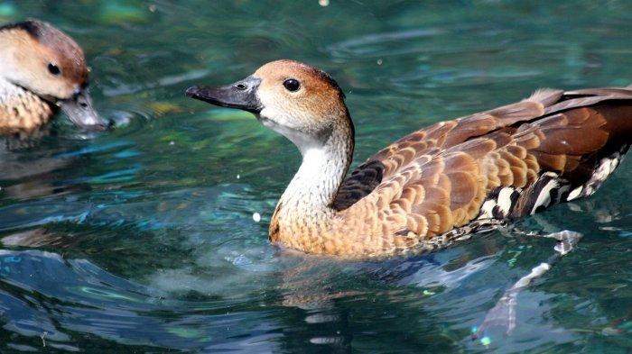 Apa Itu Duck Syndrome di Kalangan Gen Z? Ketika Ketenangan Luar ...