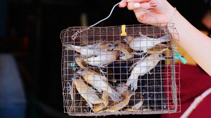 Apa Itu Fang Sheng dan Jiu Sheng yang Dilakukan Umat Buddha saat Waisak ...