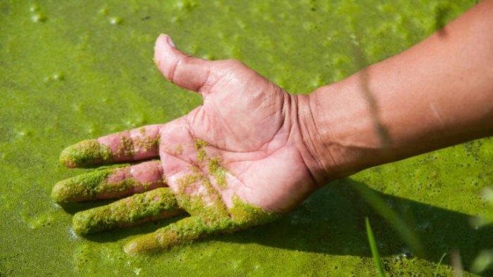 Apa Itu Wolffia? Tumbuhan Terkecil di Dunia - Tribunjogja.com