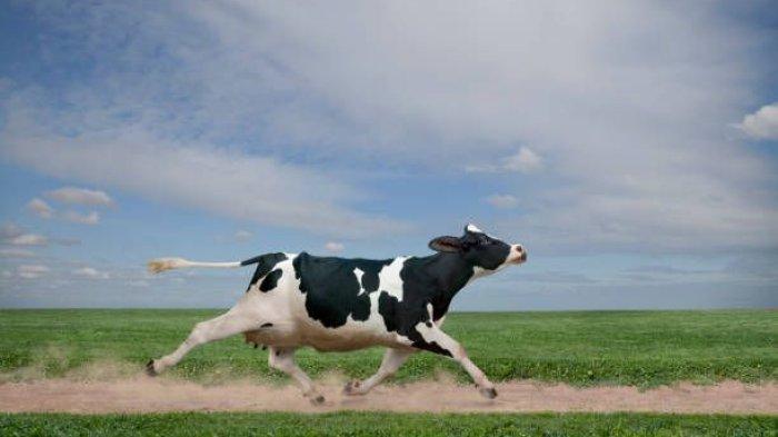 Arti Mimpi Dikejar Hewan Sapi atau Kerbau - Tribunjogja.com