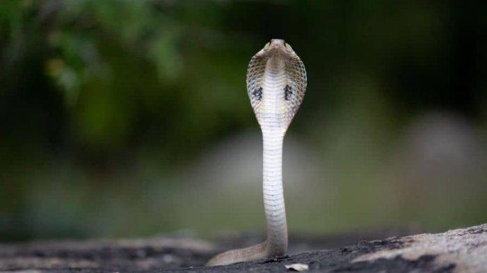 Bacaan Doa untuk Mencag dan Mengusir Ular Masuk ke Dalam Rumah ...