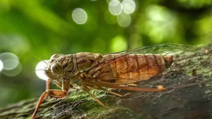 Arti Suara Nyaring Tonggeret atau Garengpung, Konon Pertanda Kemarau ...