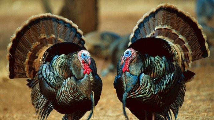 13 Arti Mimpi Tentang Kalkun, Ada Pertanda Sukses dan Rezeki, Ada Juga ...
