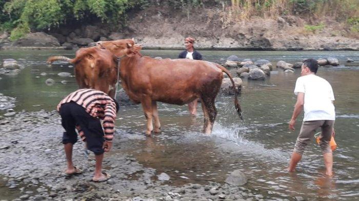 Baritan Kali Progo, Tradisi Unik Syukuran Petani Sejak Masa Kuno Jawa ...